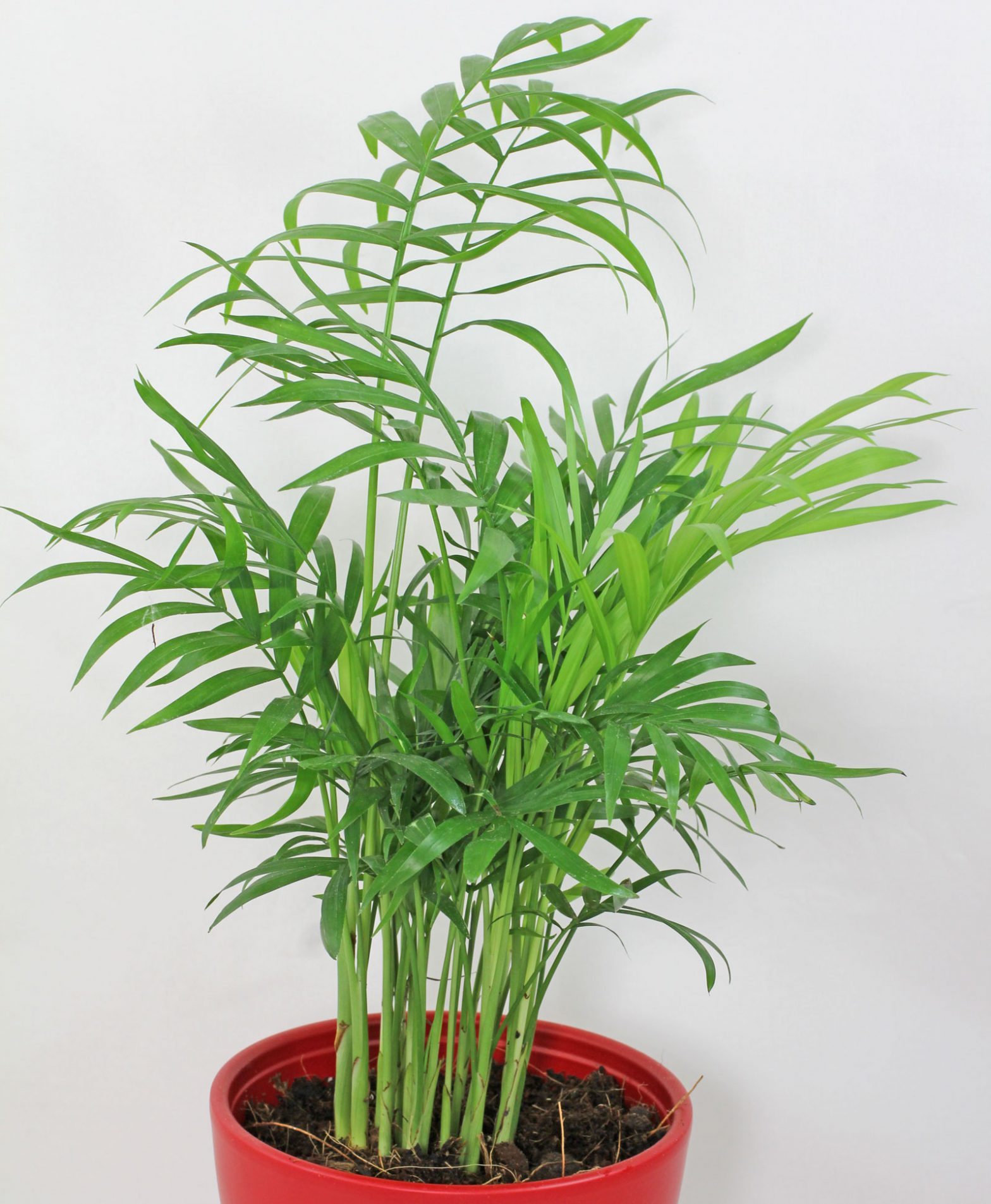 Bergpalme (Chamaedorea elegans)