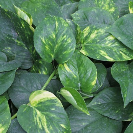 Efeutute (Epipremnum aureum)