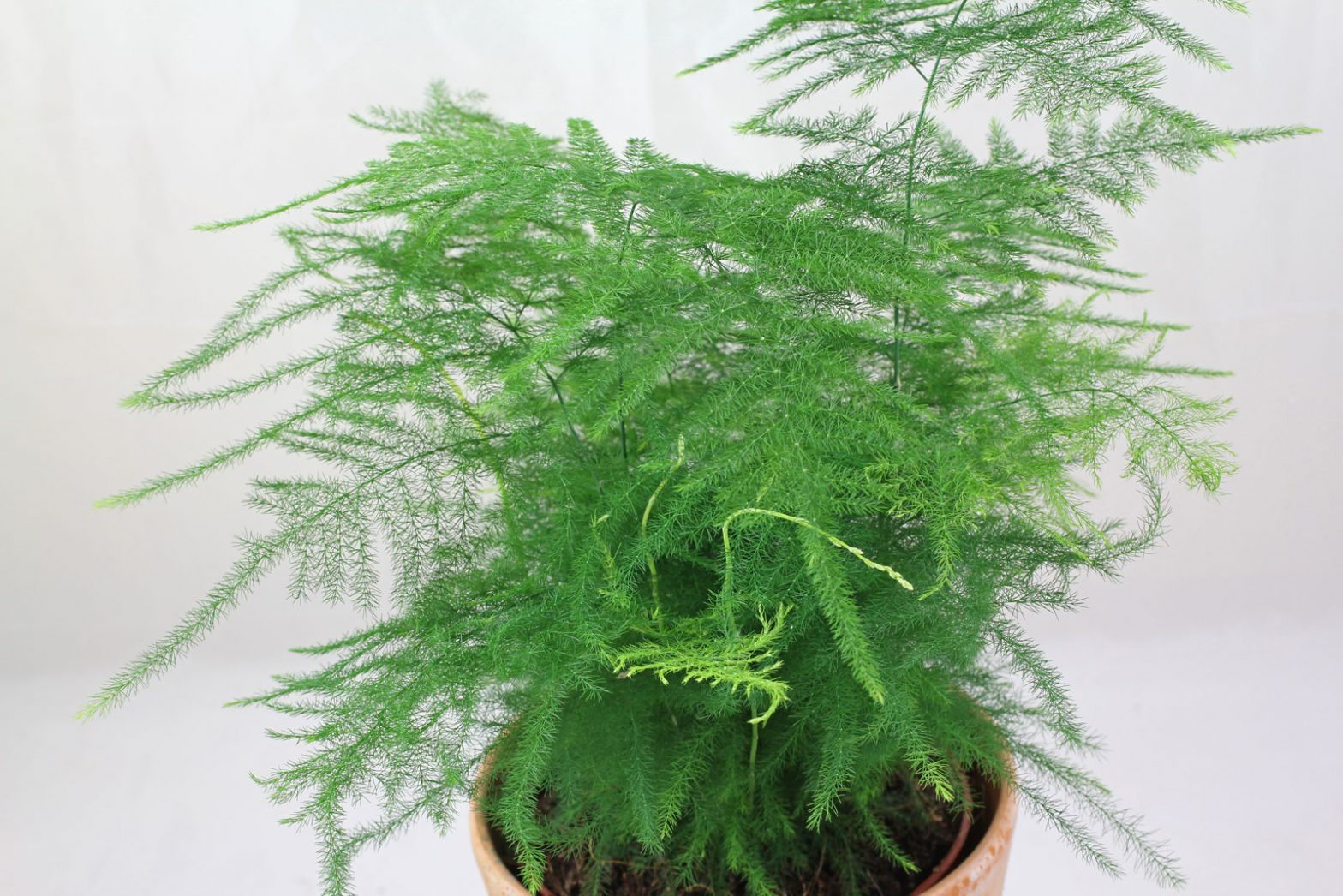 Zierspargel (Asparagus setaceus)