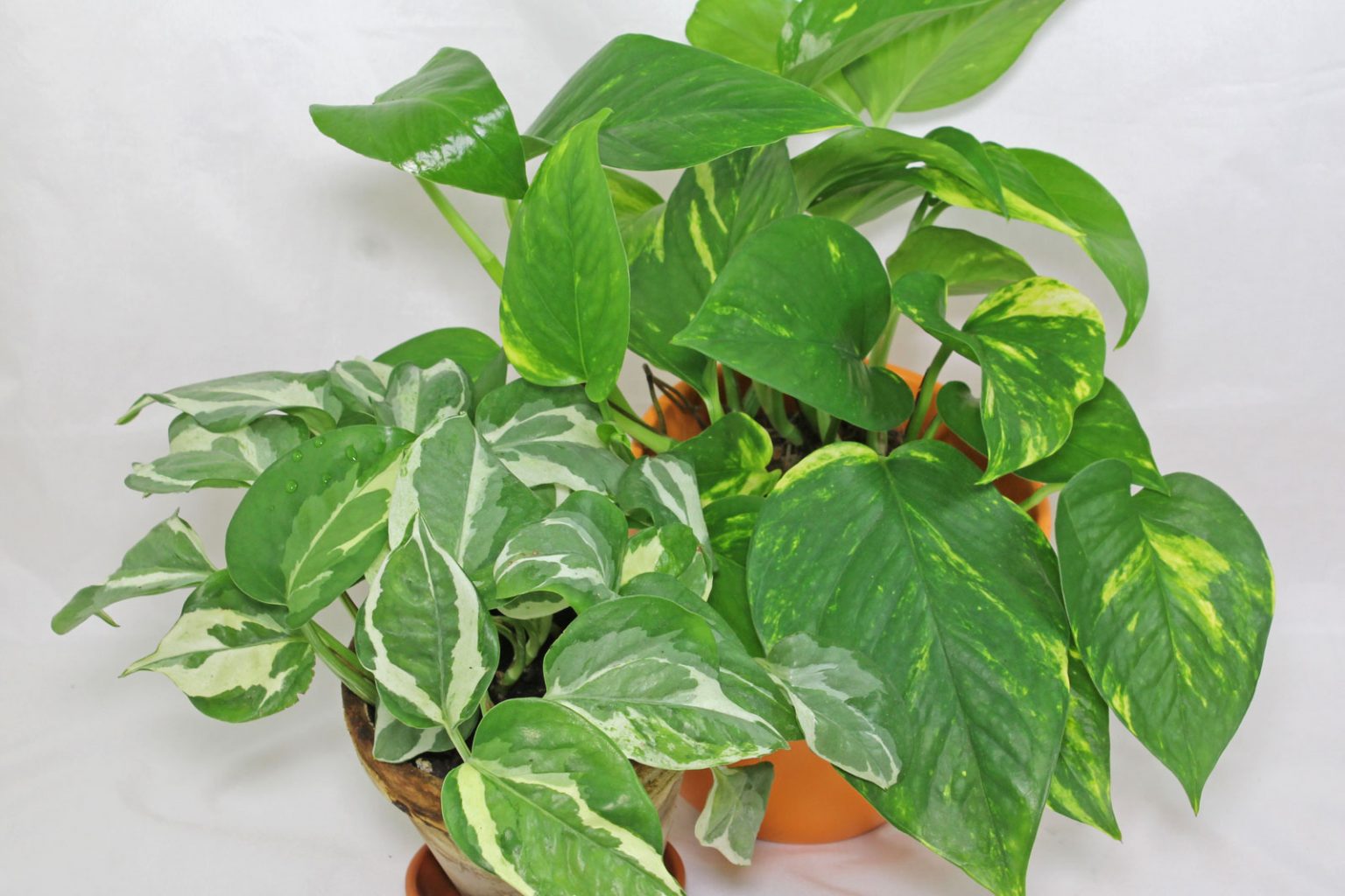 Efeutute (Epipremnum aureum)