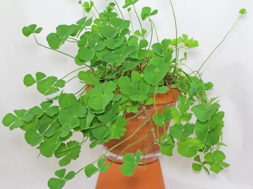 Kleefarn, Sushni (Marsilea minuta)