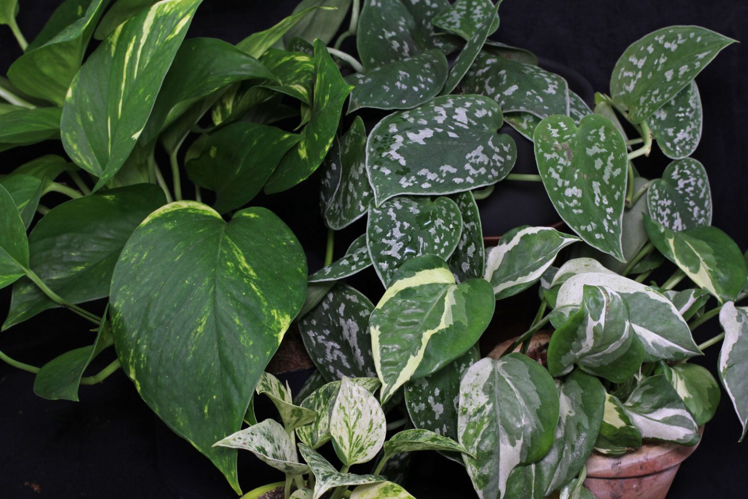 Efeutute (Epipremnum aureum)