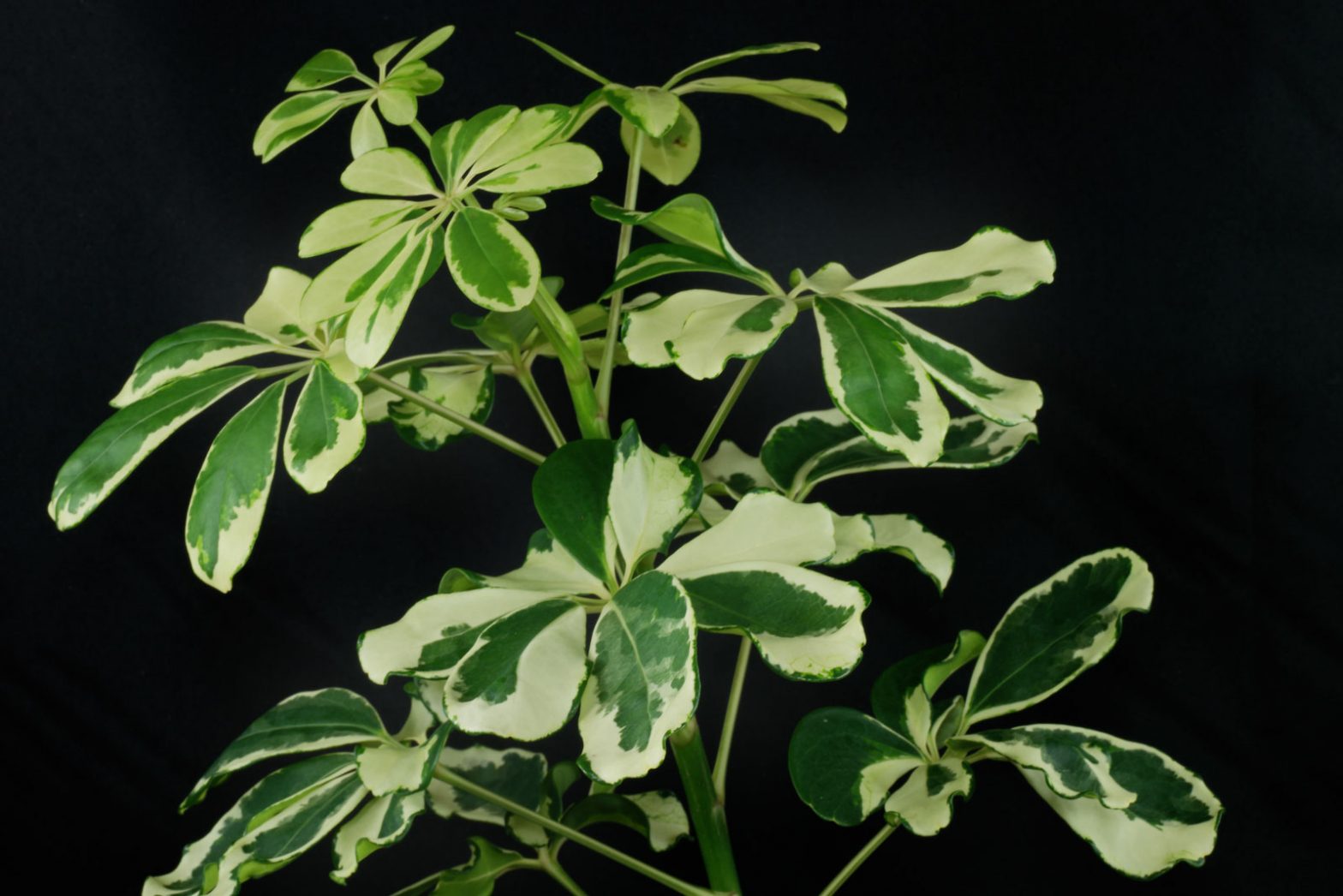 Strahlenaralie (Schefflera arboricola)