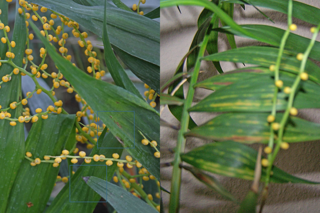 Bergpalme (Chamaedorea elegans)