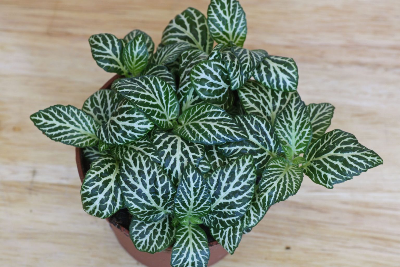 Fittonie (Fittonia albivenis / verschaffeltii)