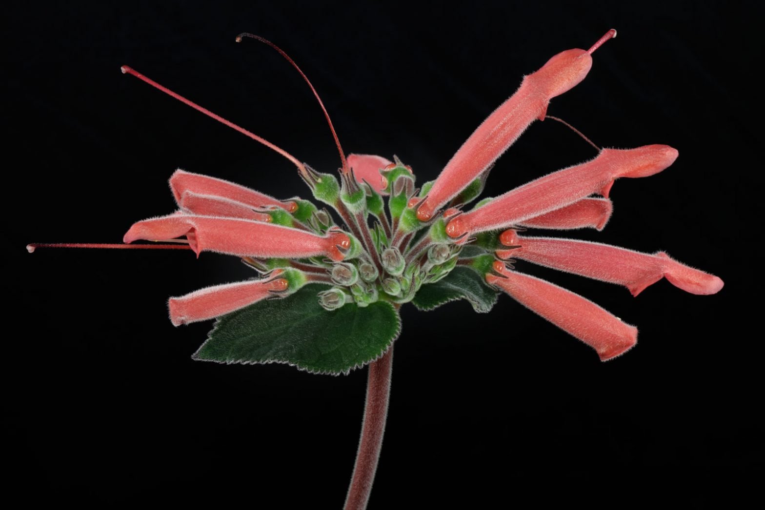 Gloxinie (Sinningia cardinalis)