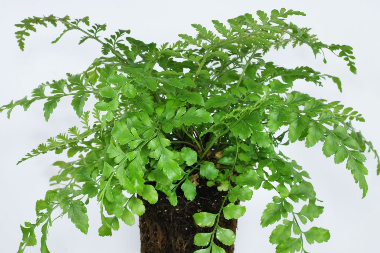 Streifenfarn (Asplenium dimorphum "Parvati")