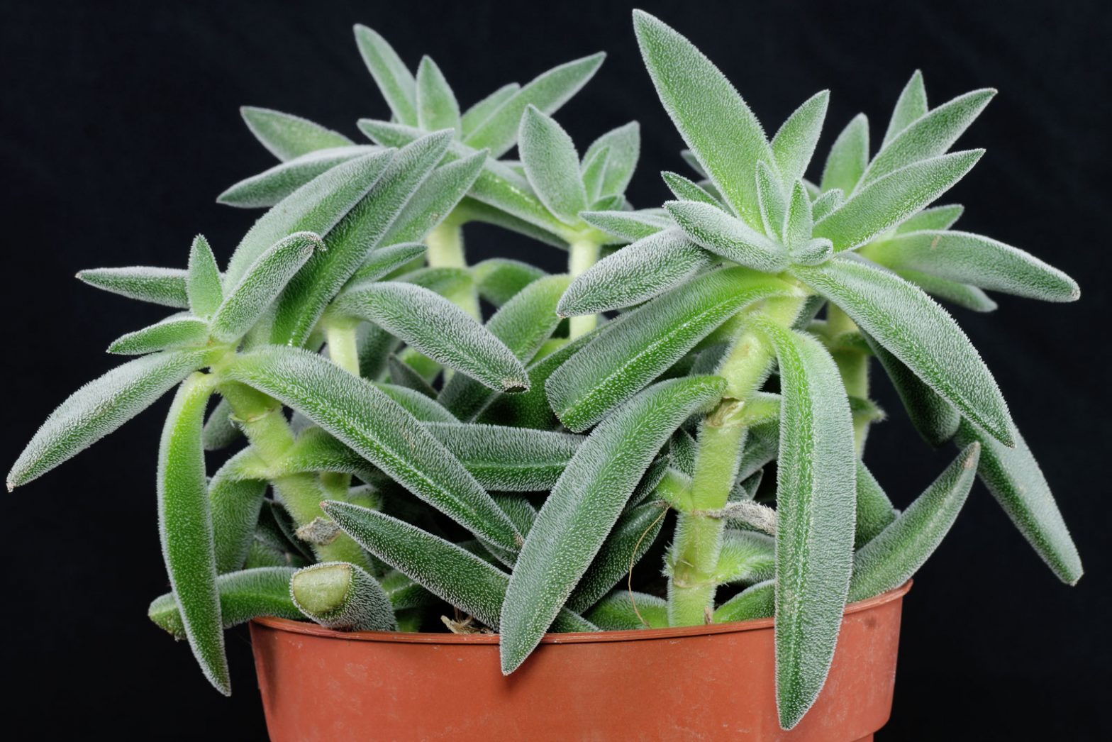 Crassula mesembryanthemoides
