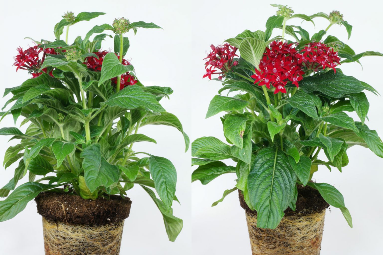Pentas Lanceolata Deutscher Name