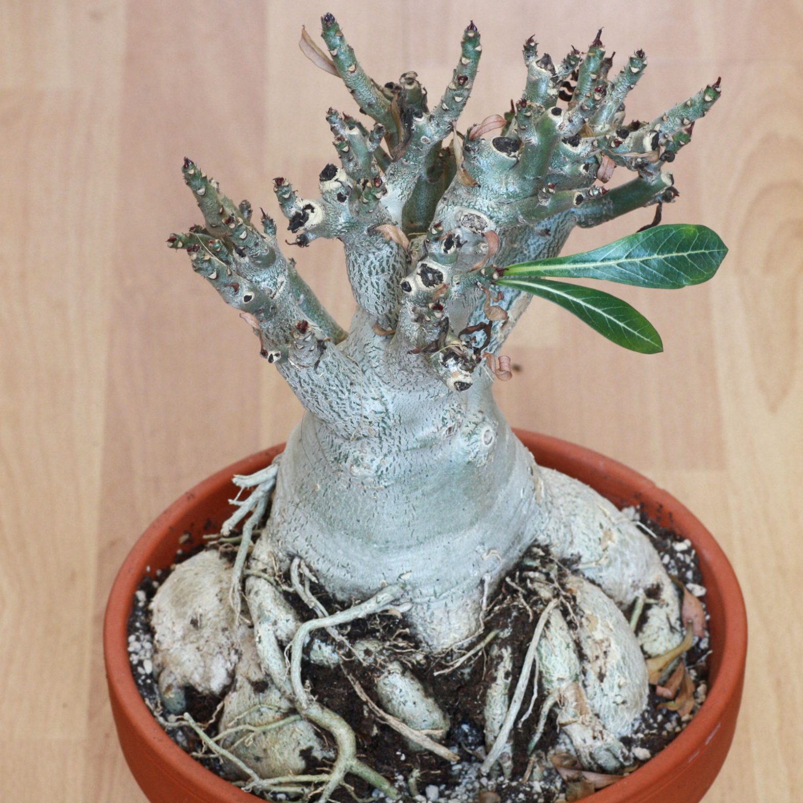 Adenium obesum
