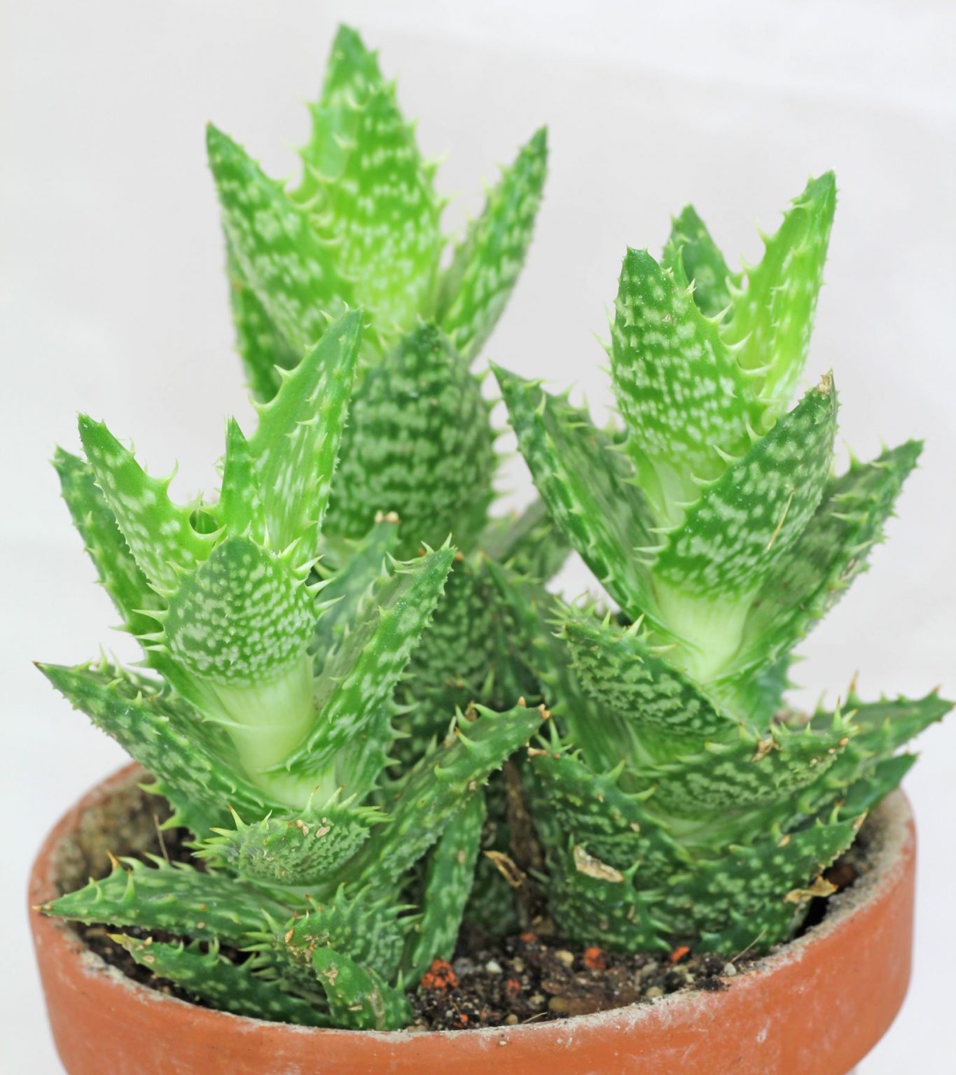 Aloe Juvenna Pflege
