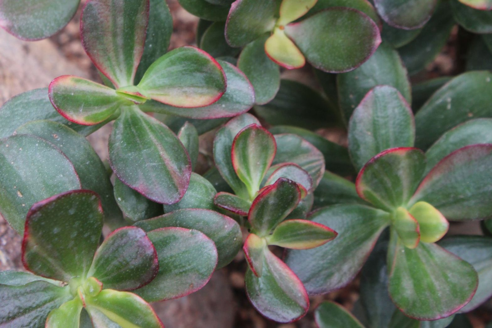 Geldbaum (Crassula ovata)