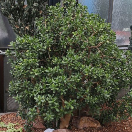Geldbaum (Crassula ovata)
