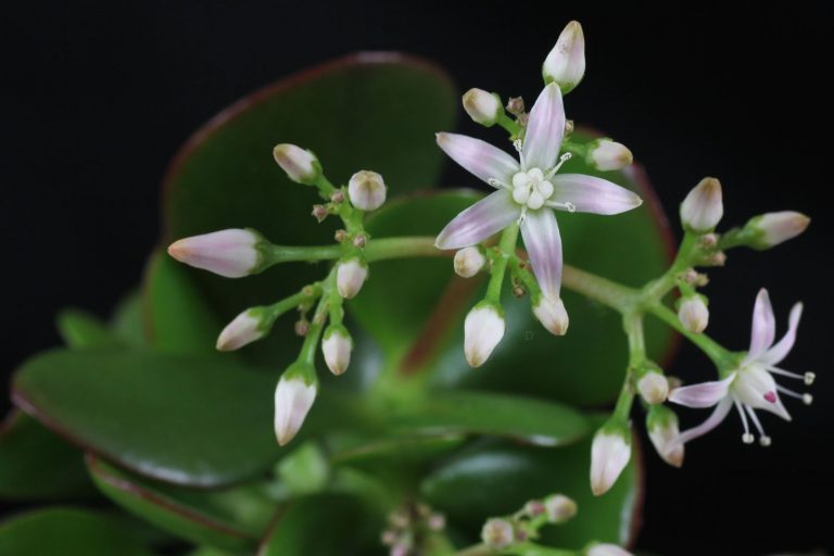 Geldbaum (Crassula ovata)
