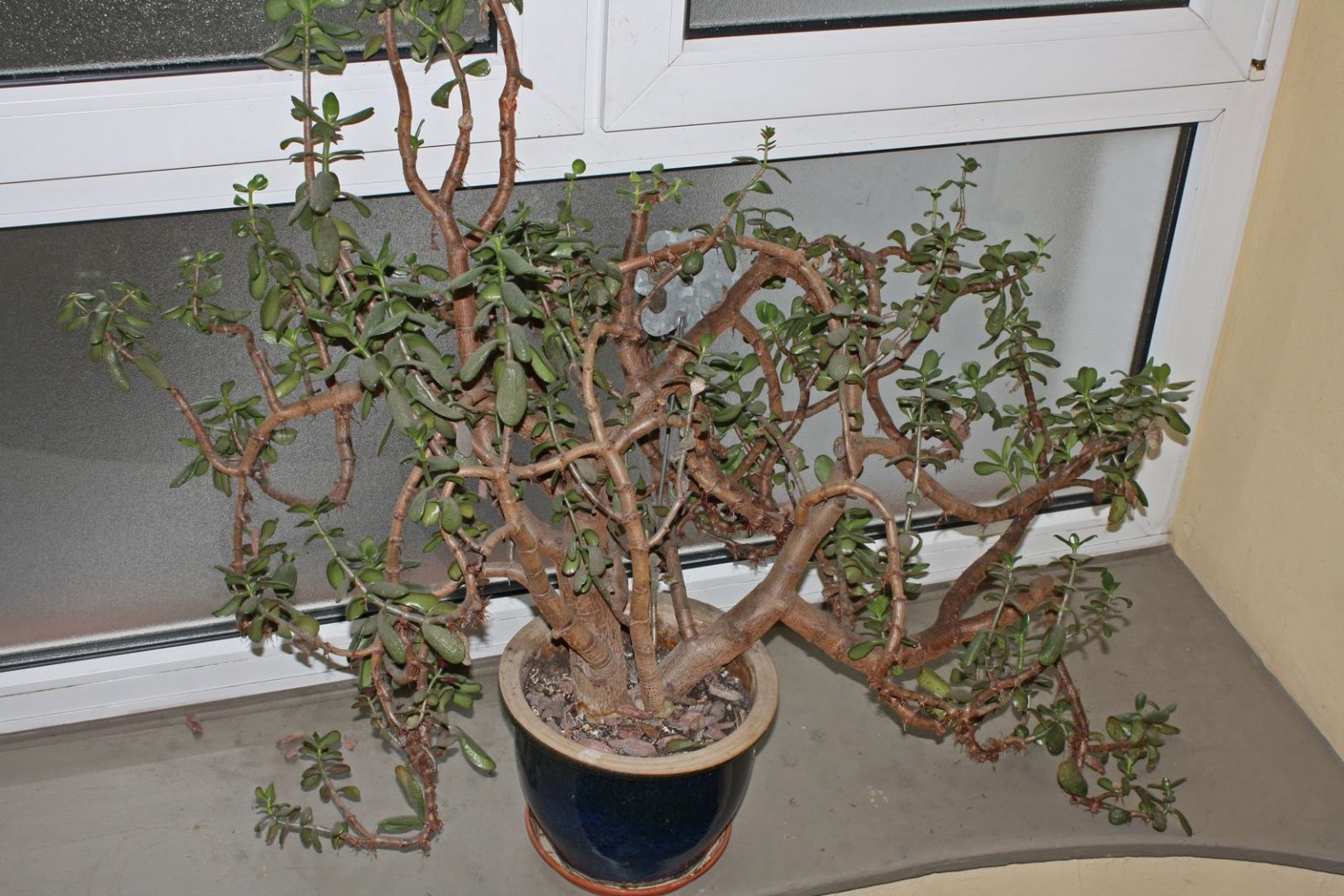 Geldbaum (Crassula ovata)