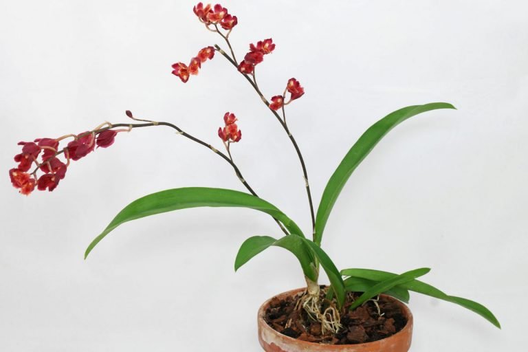 Howeara "Lava Burst"