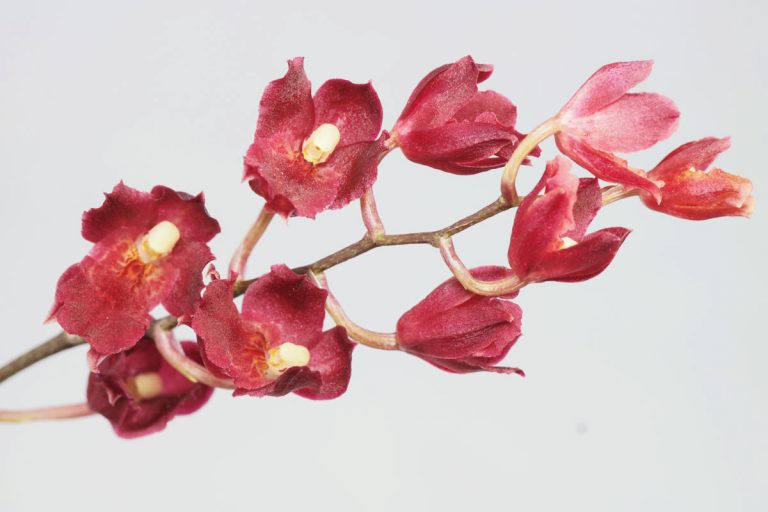 Howeara "Lava Burst"