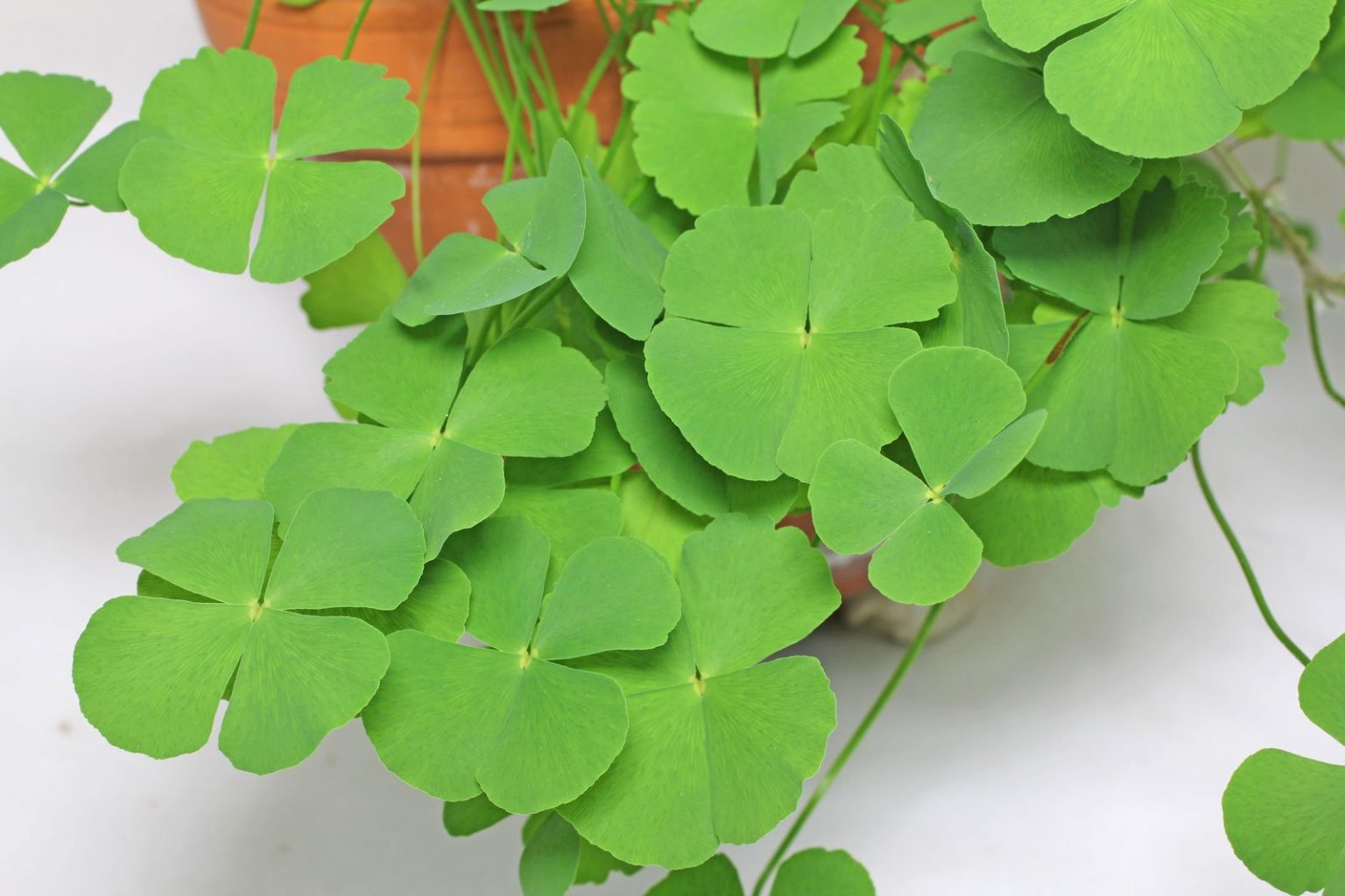 Kleefarn, Sushni (Marsilea minuta)