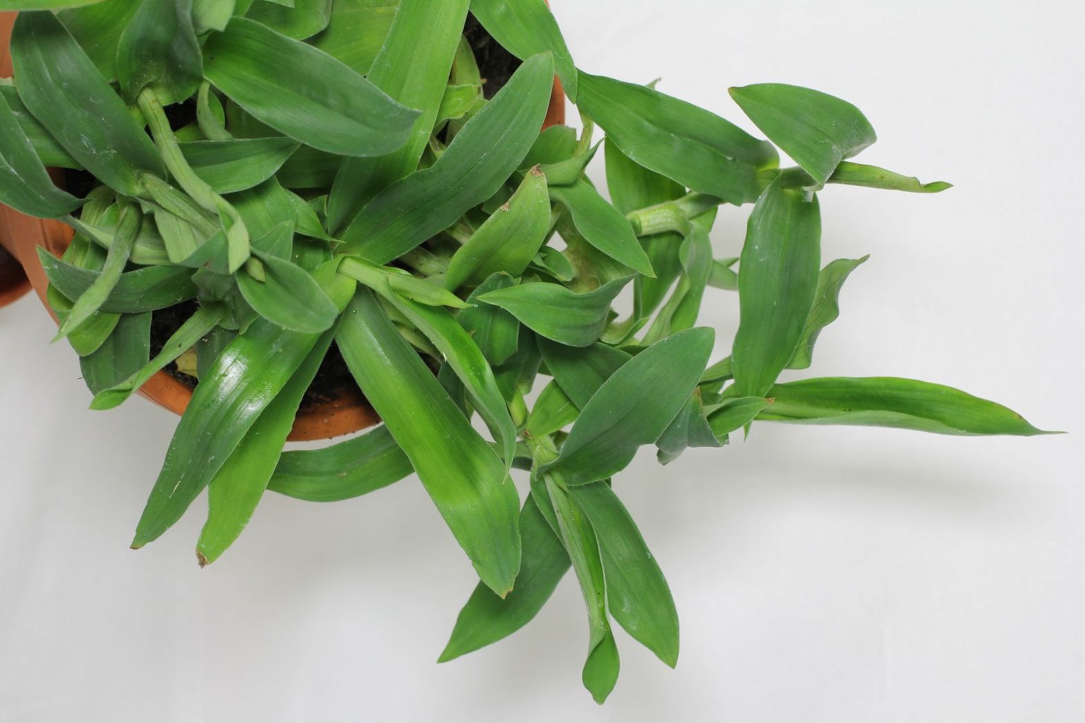 Murdannia, Peking-Gras (Murdannia loriformis)