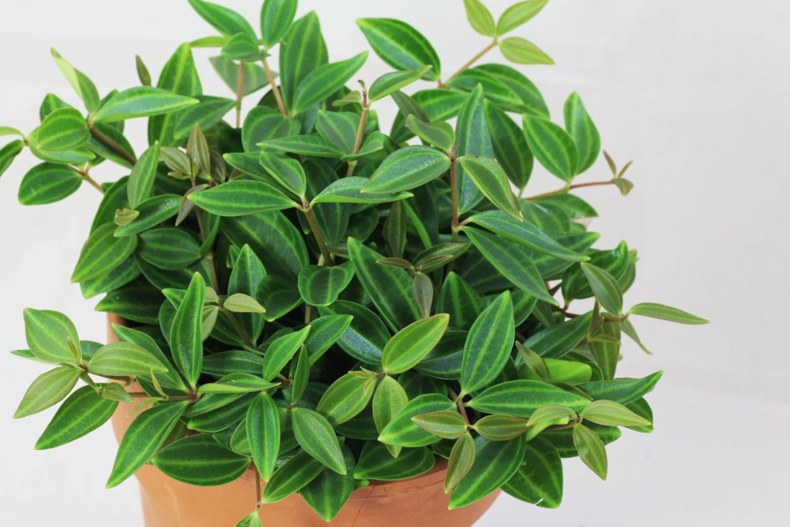 Zierpfeffer (Peperomia quadrangularis / angulata)