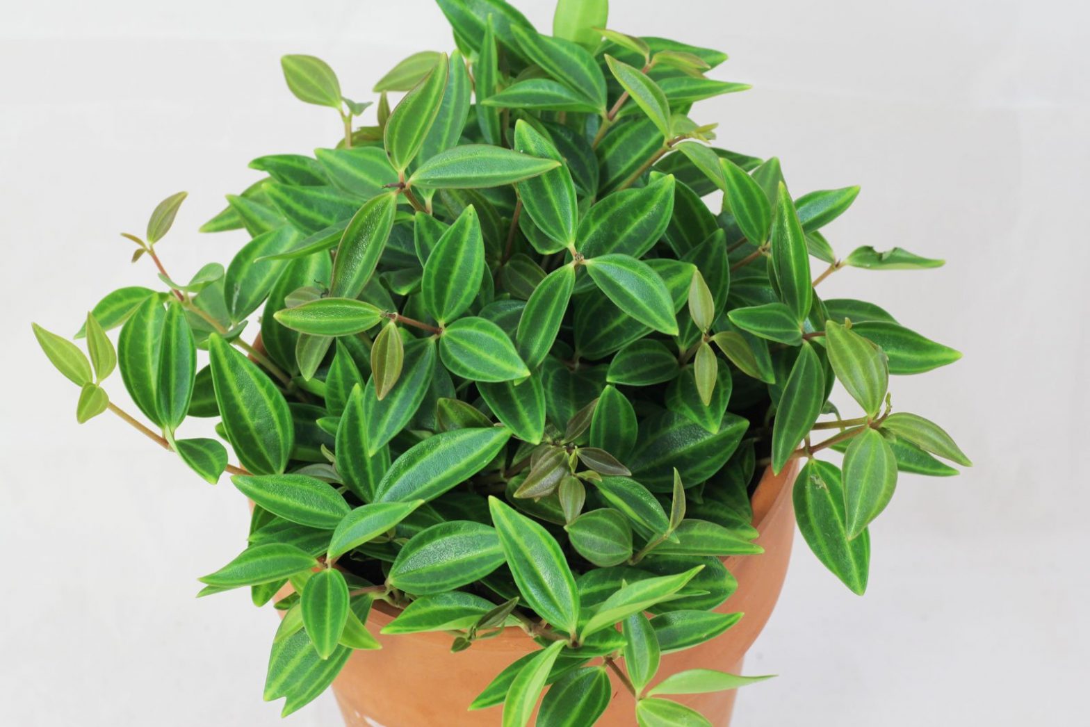 Zierpfeffer (Peperomia quadrangularis / angulata)