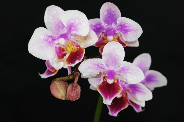 Phalaenopsis Pflege