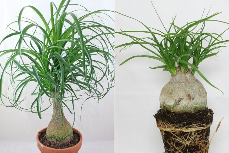 Elefantenfuß (Beaucarnea recurvata)