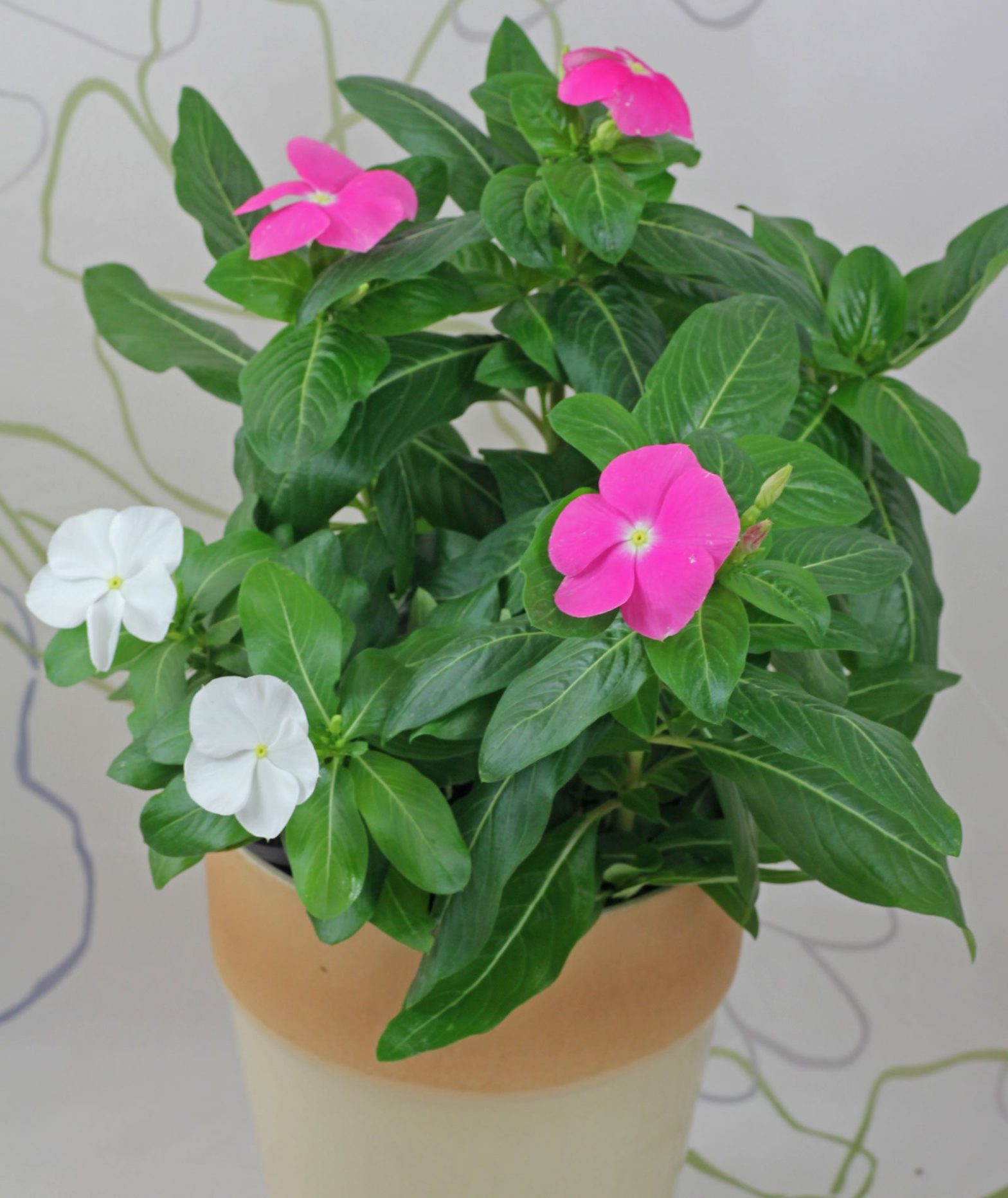 Catharanthe (Catharanthus roseus)