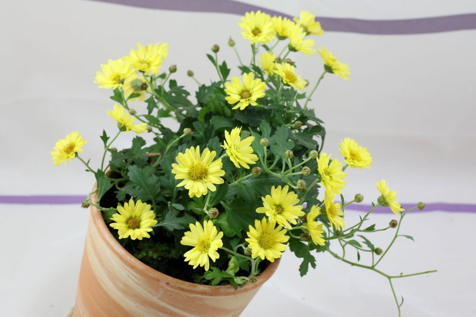 Chrysanthemen als Zimmerpflanzen
