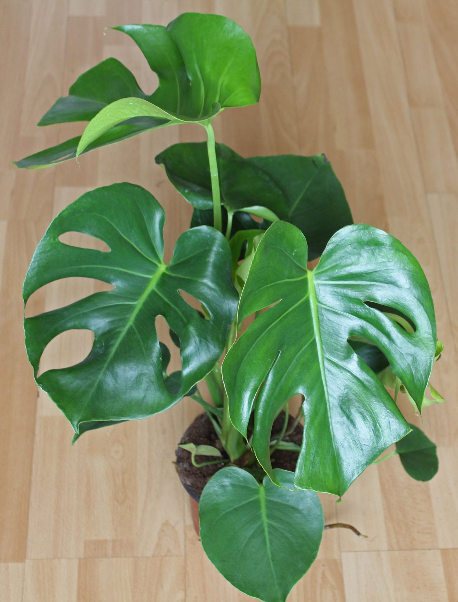 Pflanze Monstera Deliciosa