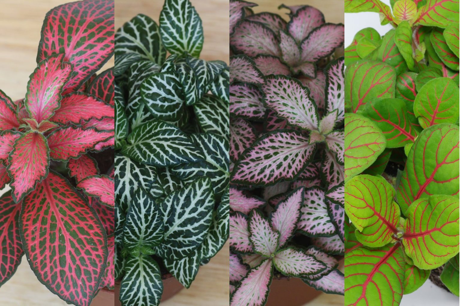 Fittonie (Fittonia albivenis / verschaffeltii)