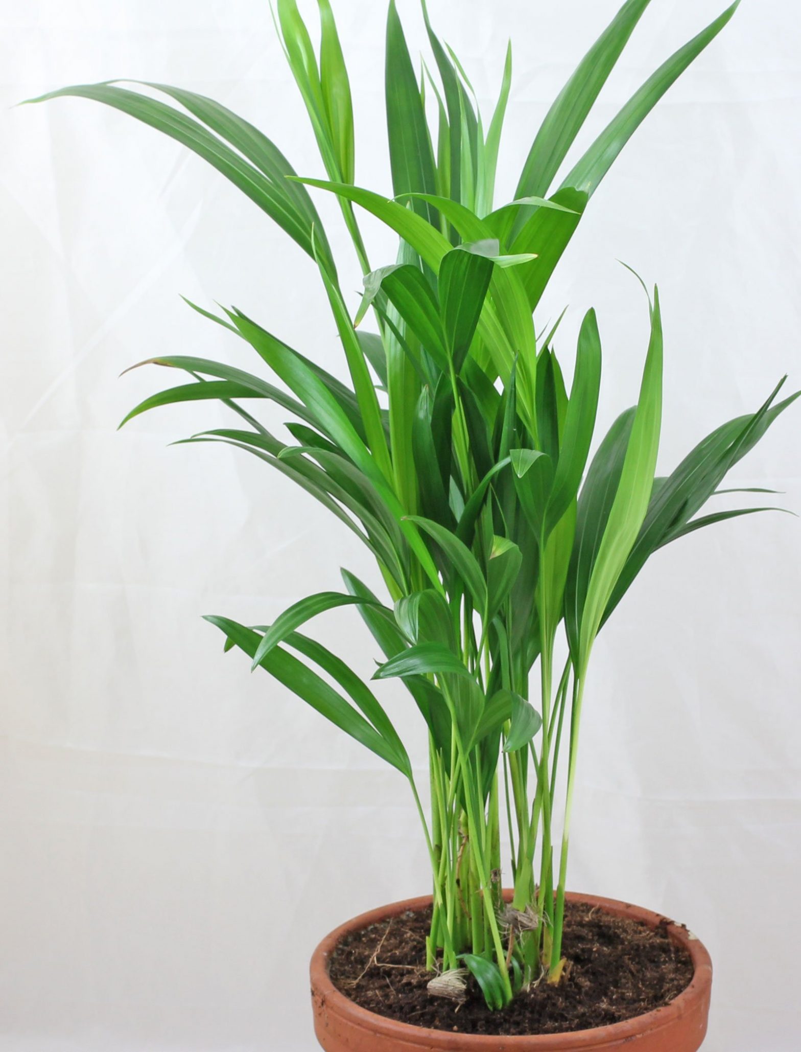 Goldfruchtpalme (Dypsis lutescens)