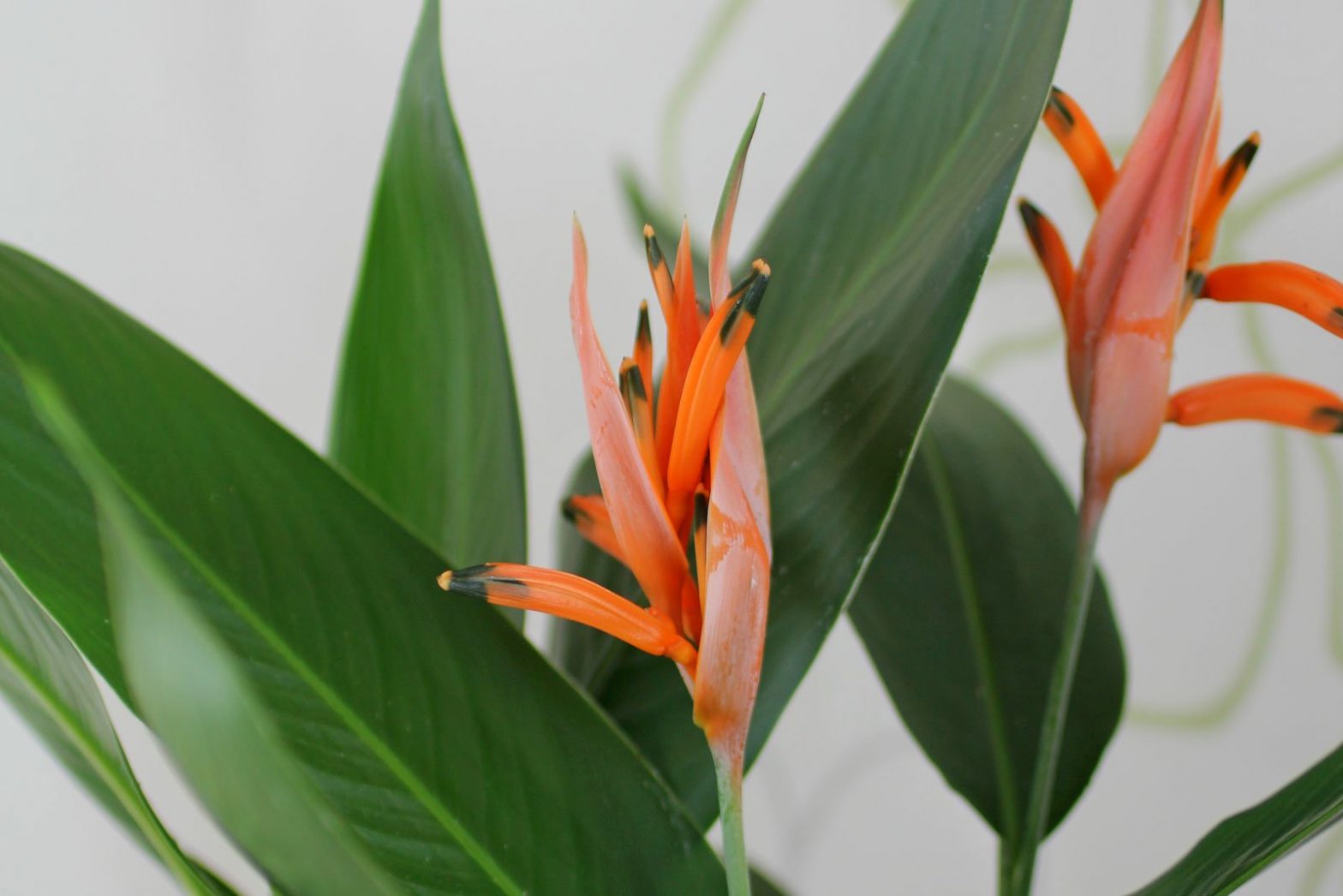 Helikonie (Heliconia psittacorum)