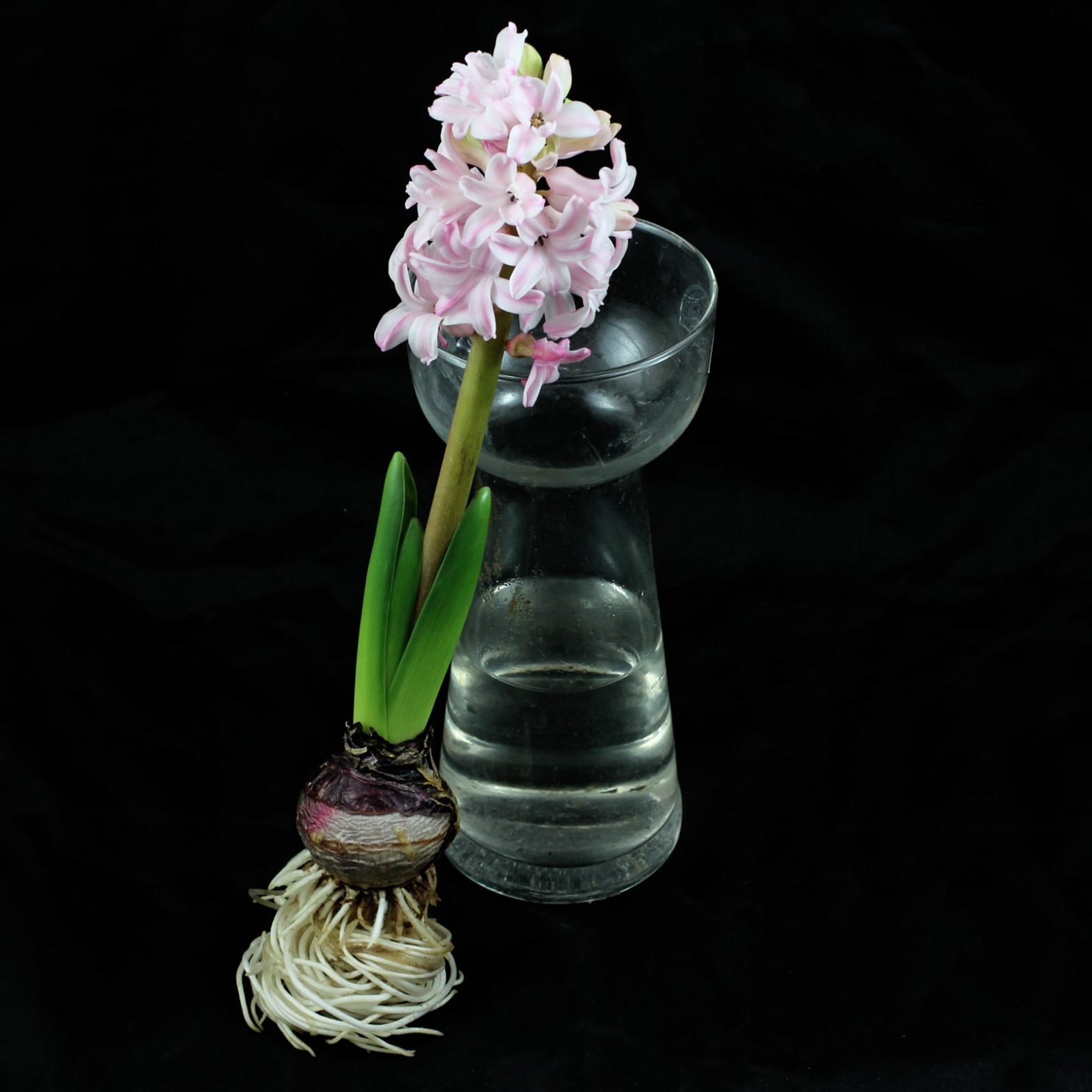 Hyazinthe (Hyacinthus orientalis)