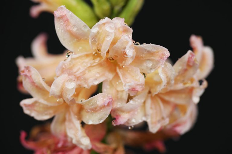 Hyazinthe (Hyacinthus orientalis)