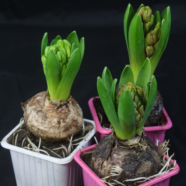 Hyazinthe (Hyacinthus orientalis)