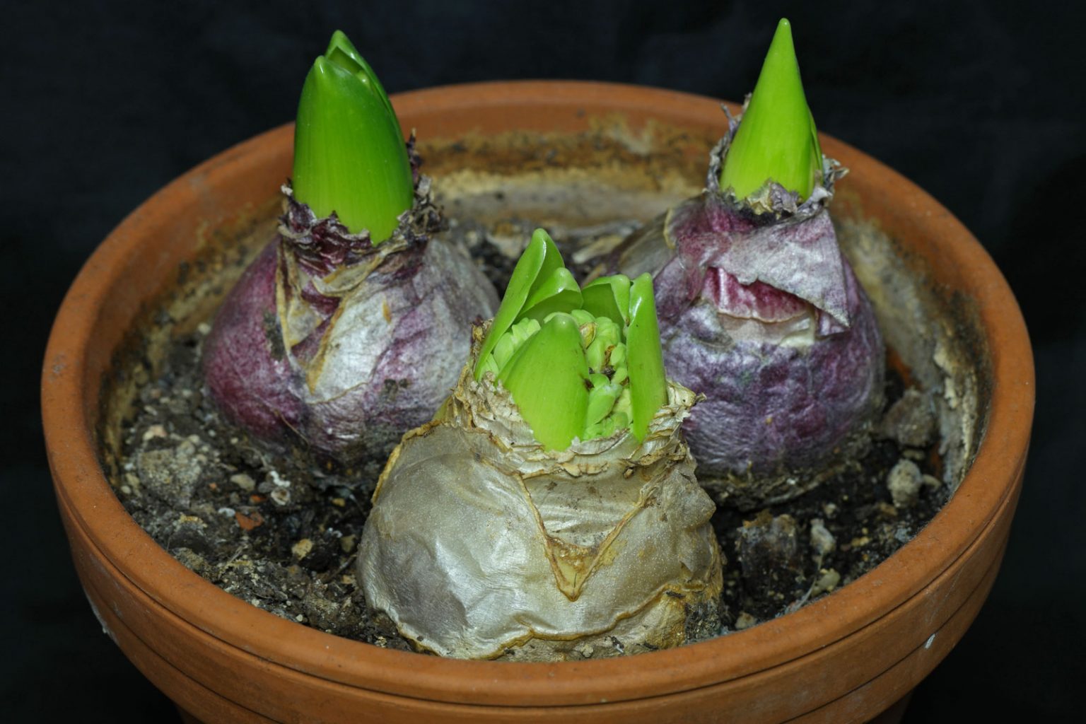 Hyazinthe (Hyacinthus orientalis)