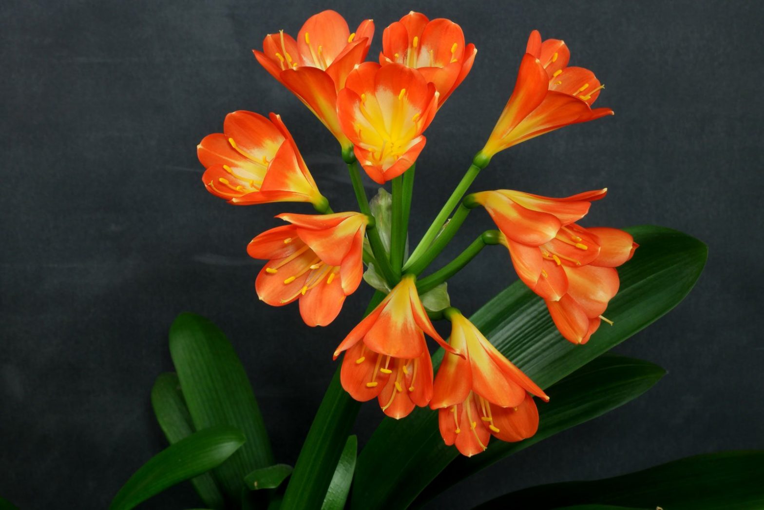 Klivie (Clivia miniata)
