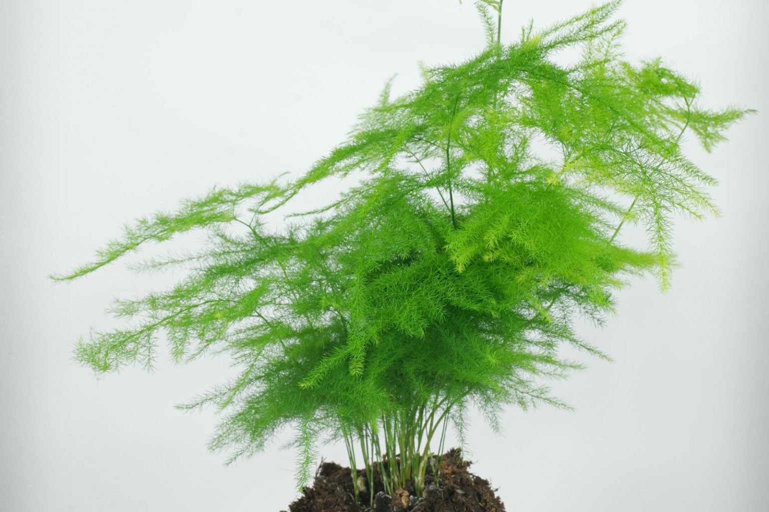 Zierspargel (Asparagus setaceus)