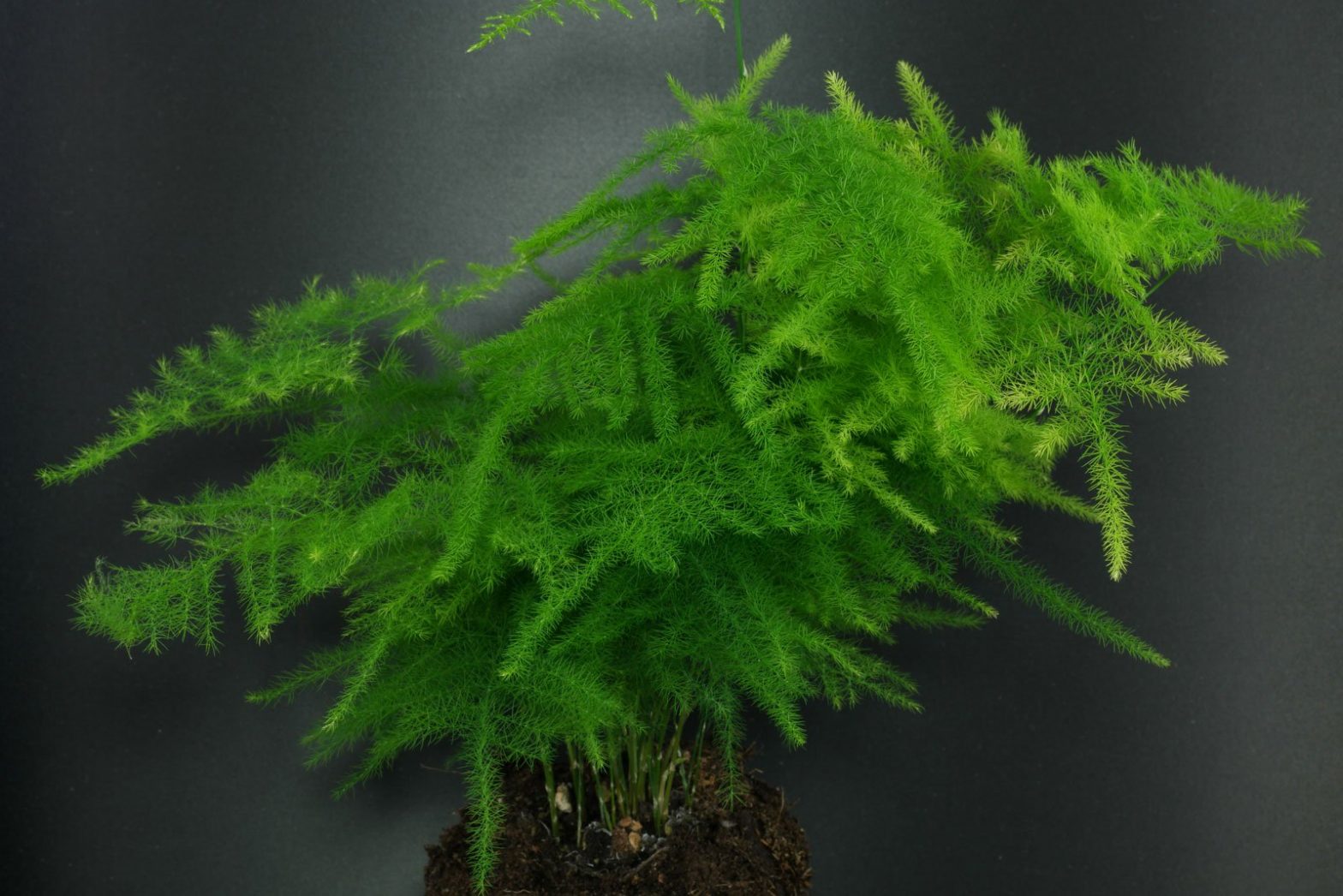 Zierspargel (Asparagus setaceus)