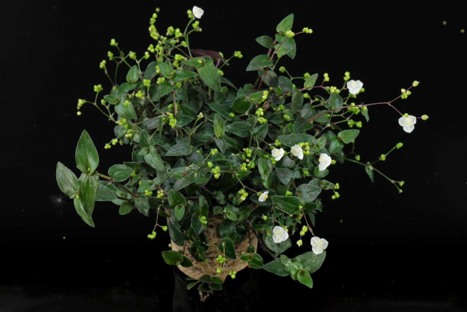 Gibasis (Tradescantia) geniculata