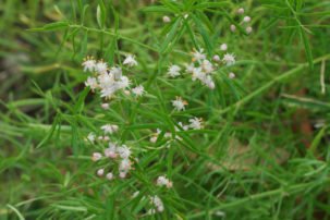 Zierspargel (Asparagus densiflorus)