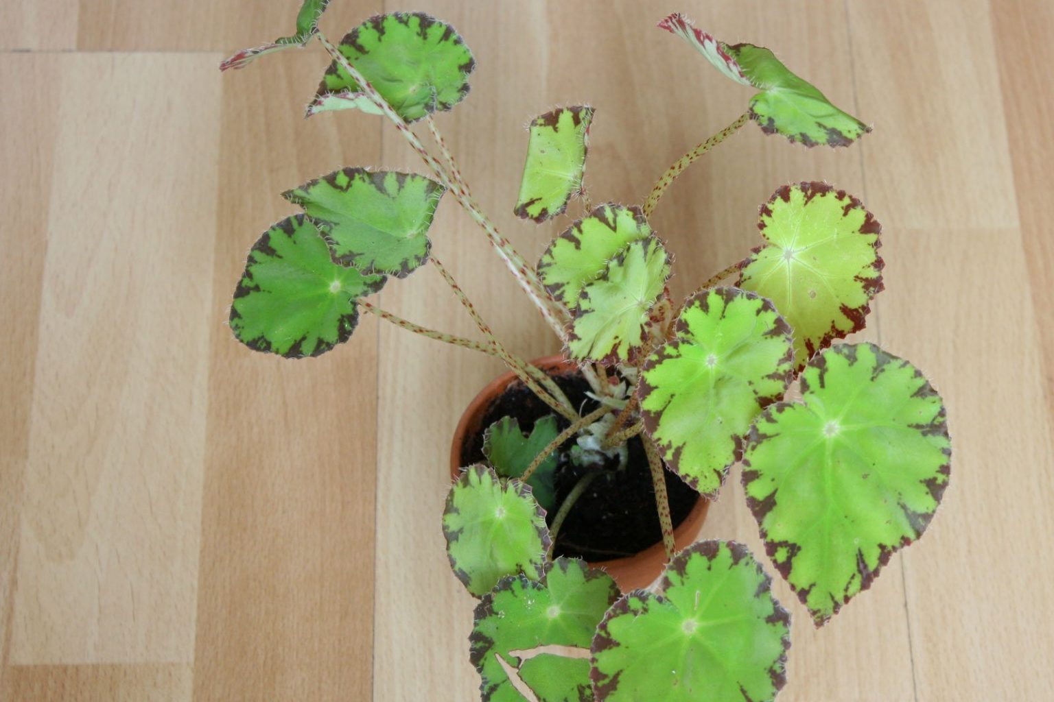 Wimpern-Begonie (Begonia bowerae) Pflege