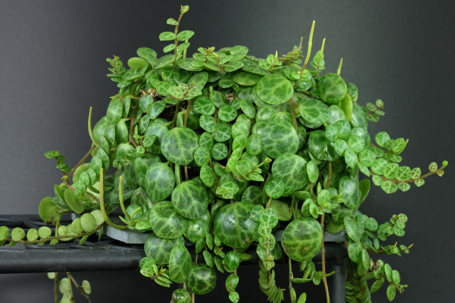 Zierpfeffer (Peperomia prostrata)
