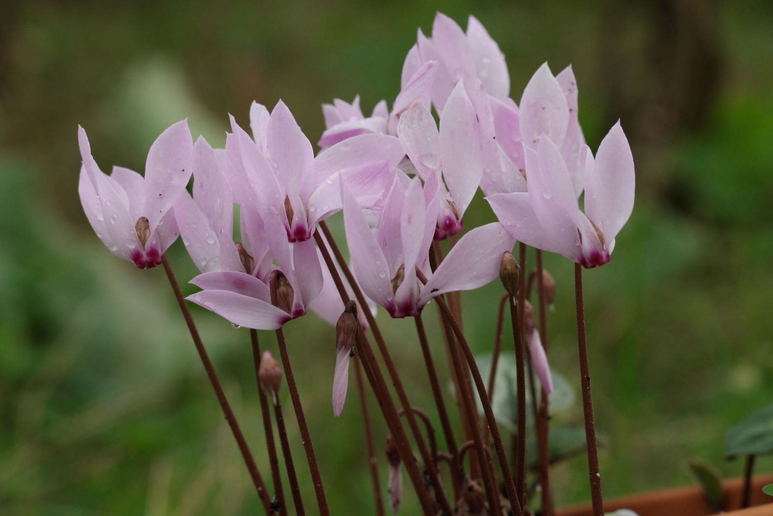 Anatolien-Alpenveilchen (Cyclamen cilicium)