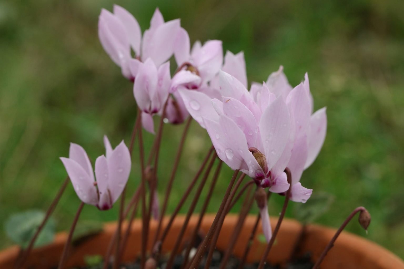 Anatolien-Alpenveilchen (Cyclamen cilicium)
