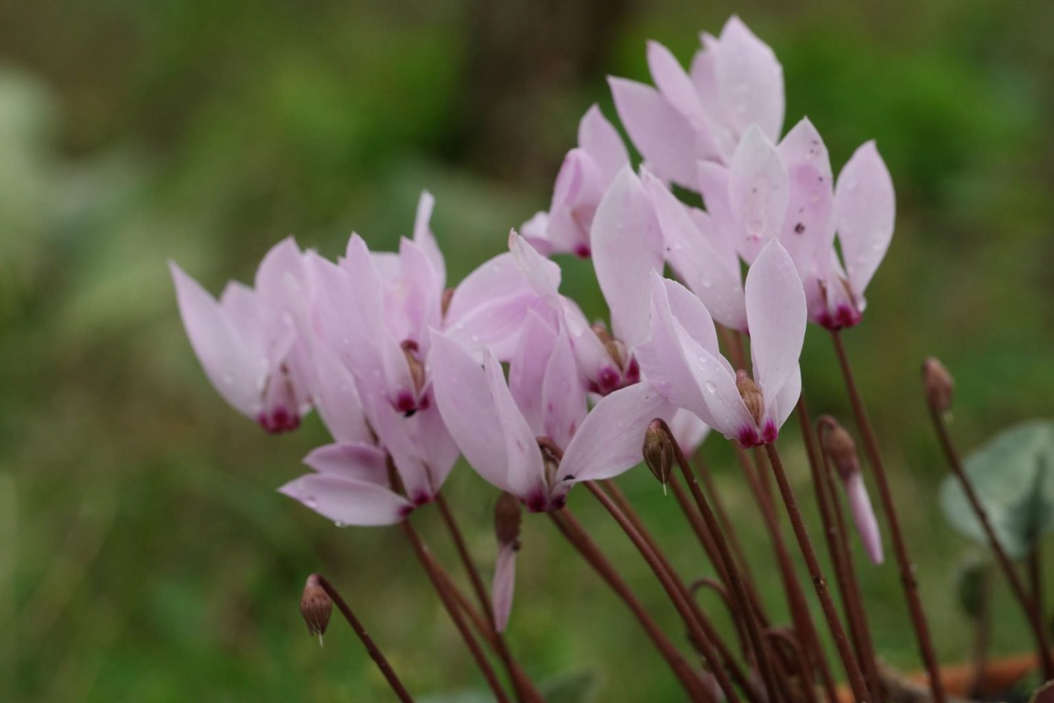 Anatolien-Alpenveilchen (Cyclamen cilicium)