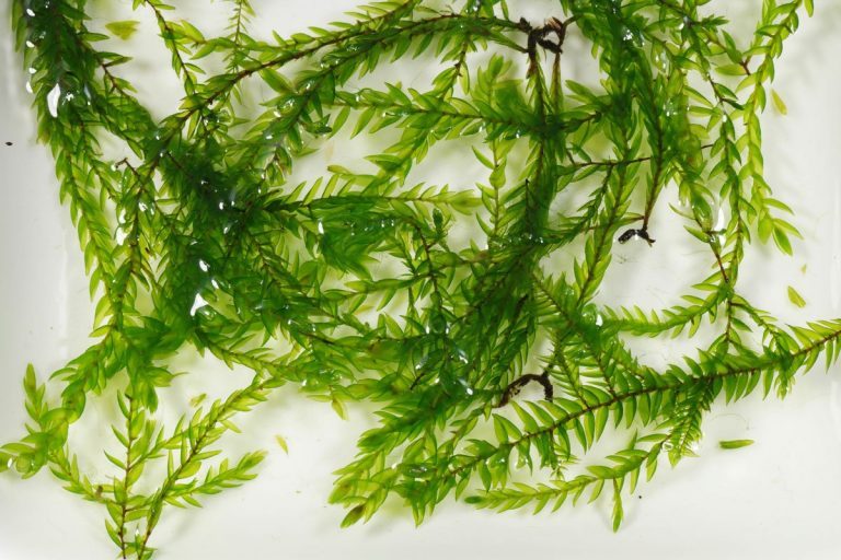 Wasserpflanzen im Glas