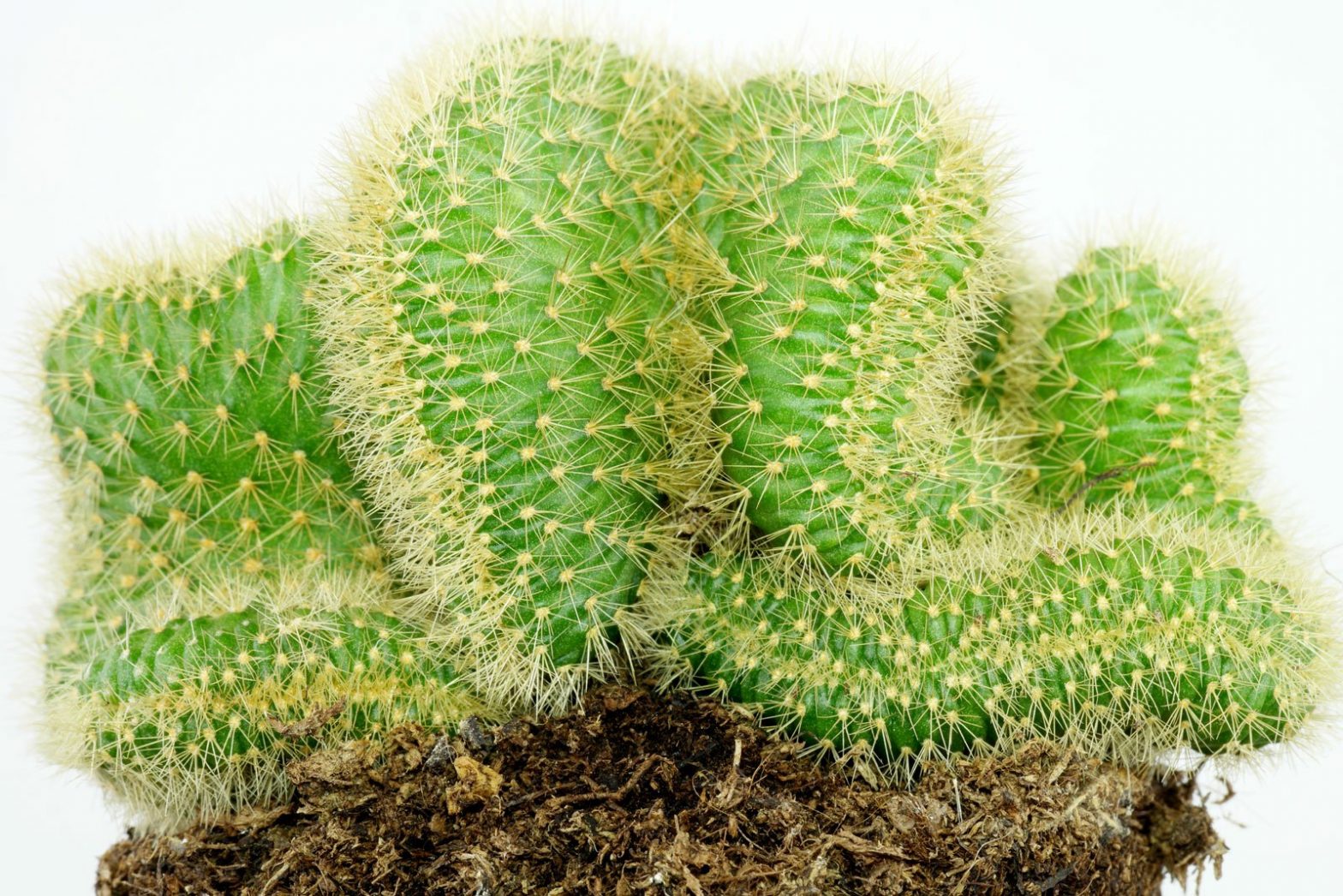 Cleistocactus winteri "Cristata"