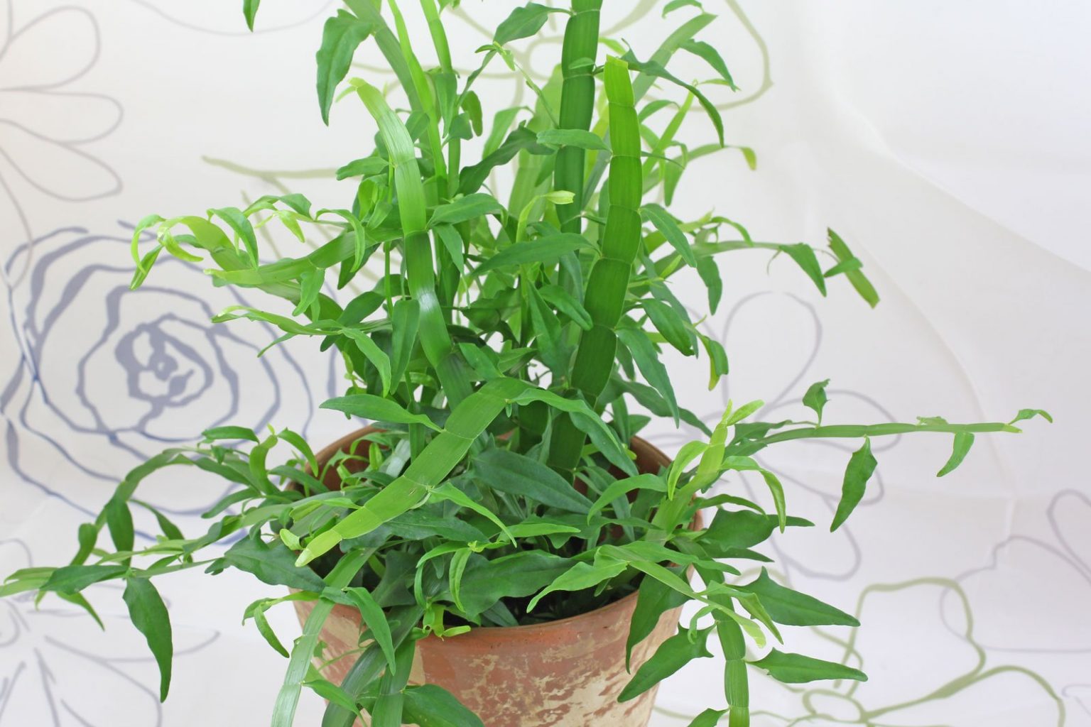 Bandbusch (Homalocladium platycladum)